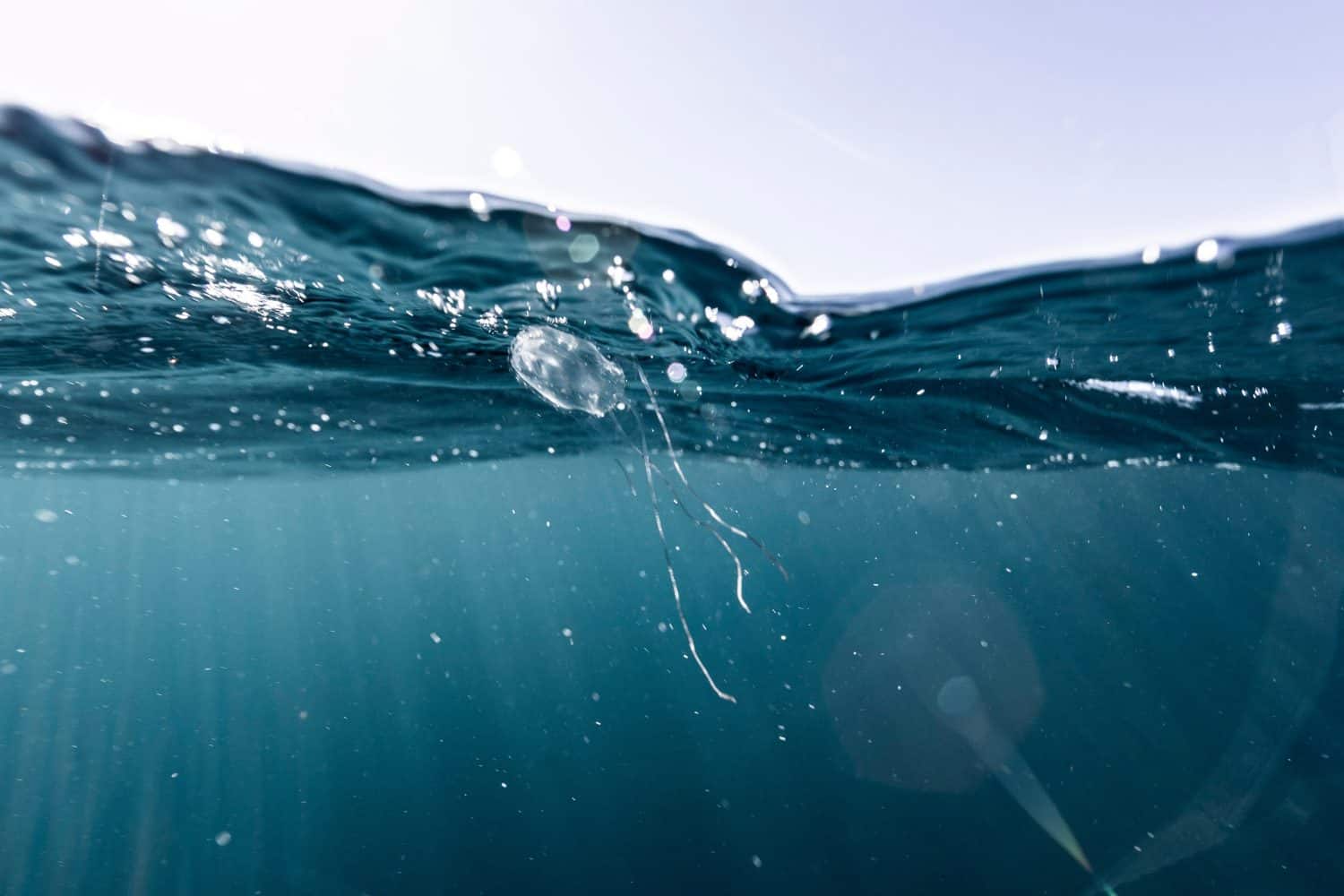 The invisible stinger: The terror of the Irukandji jellyfish