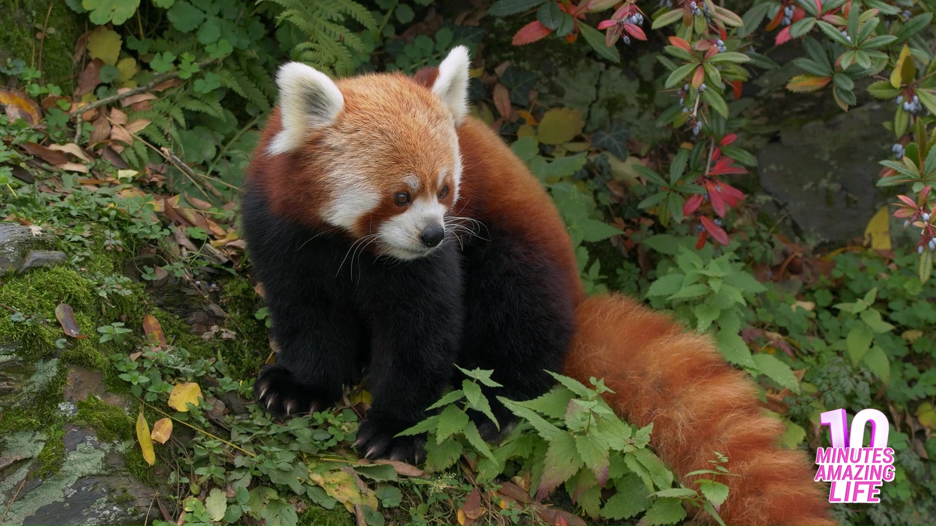 I filmed a calm moment with a red panda