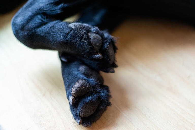 Chihuahua-Xolo mix puppy looks like she’s wearing fancy fur boots