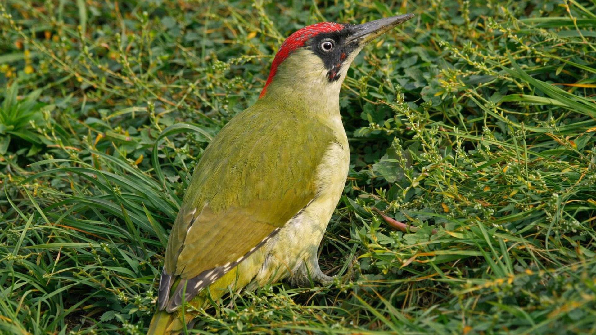 I captured a European green woodpecker searching for food in the grass