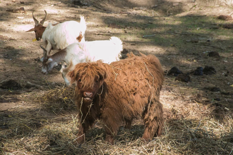 Baby cow sneaks into goat pen to make friends in moment of pure sweetness