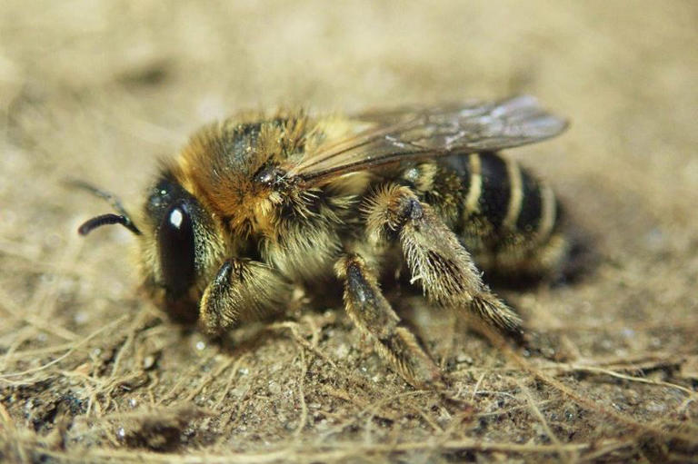 Rare bees discovered in Cornwall at Godrevy near Gwithian beach