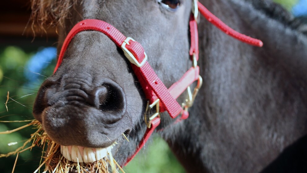 Wie viel Heu frisst ein Pferd eigentlich pro Tag?