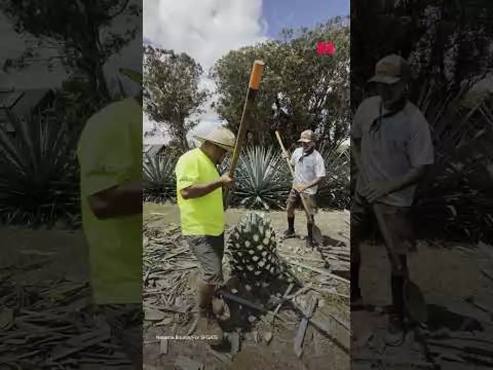 Hawaii's newest tourist attractions are on the farms