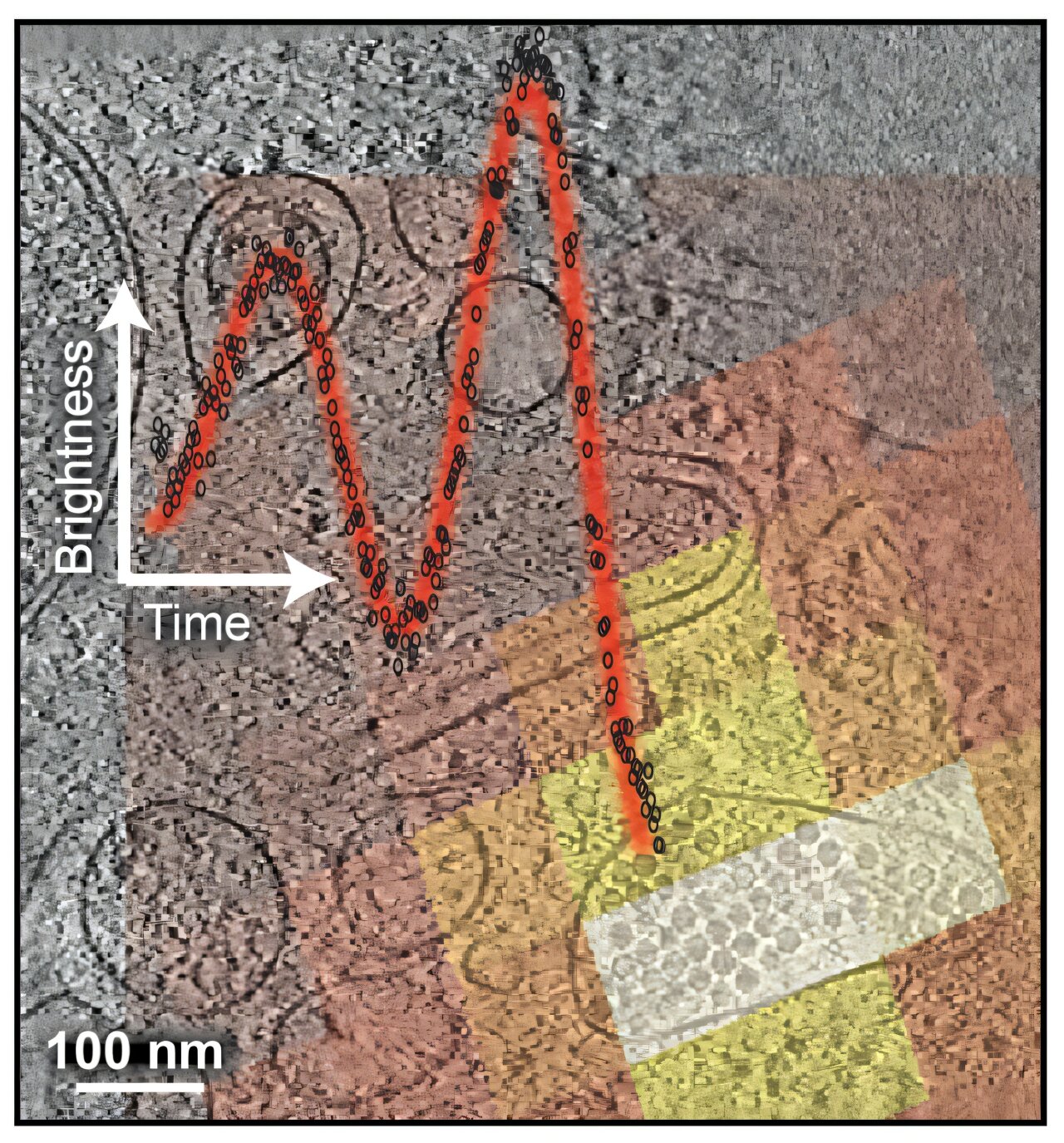 Tightening the focus of subcellular snapshots: Combined approach yields ...