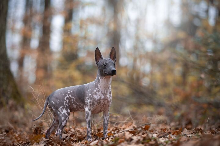 Hairless dog breeds that lack a fur coat