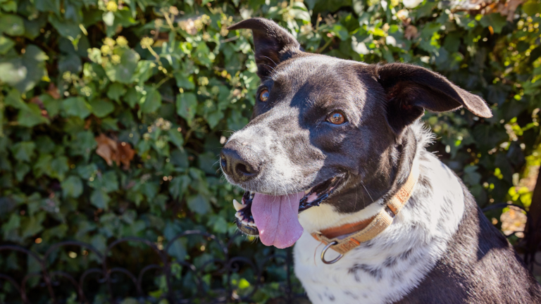 ‘Pollypalooza’: Los Angeles adoption center throws festival for longest ...
