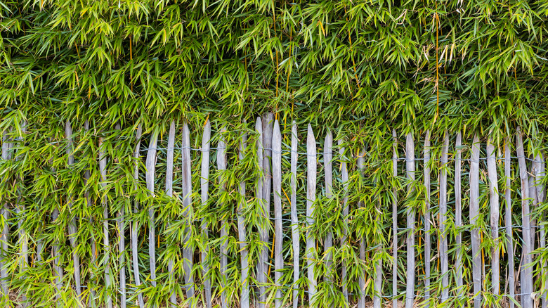 Plants you shouldn't grow right next to your house