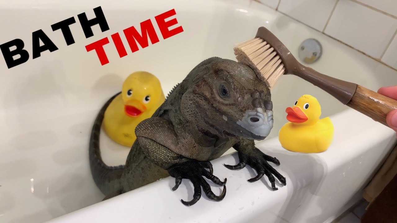 How I pampered my pet lizard!