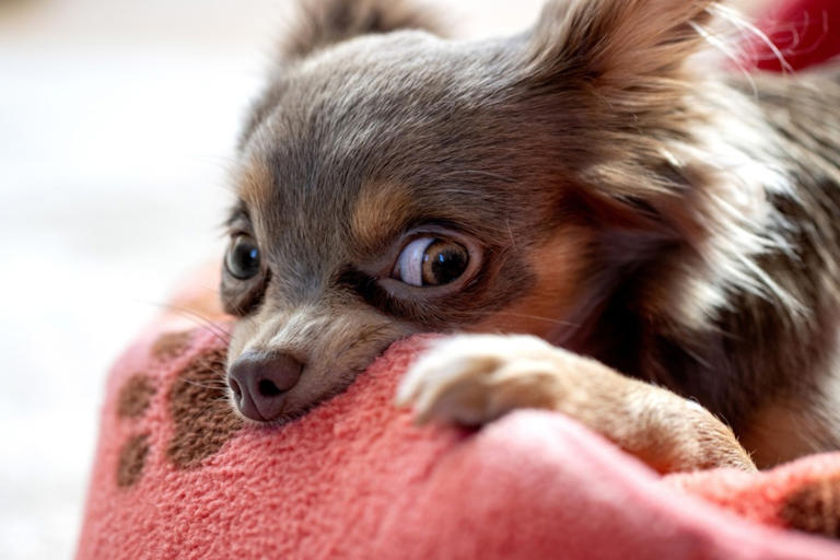 8 words that make dogs instantly panic & how to fix it, via trainers