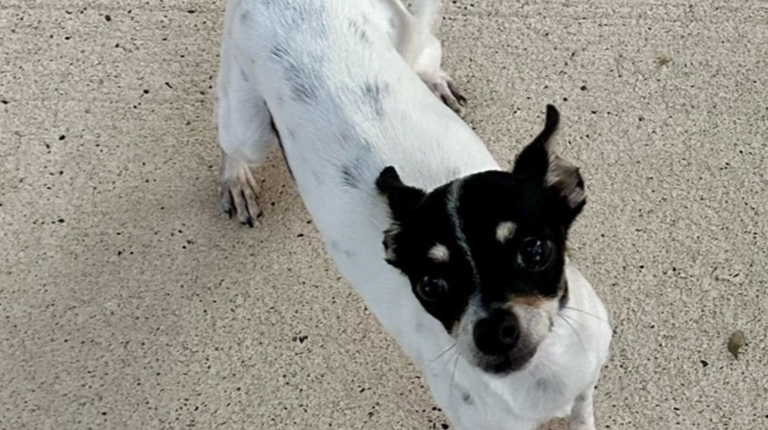 Meet Button: The 3-pound dog found living on the streets now seeking ...