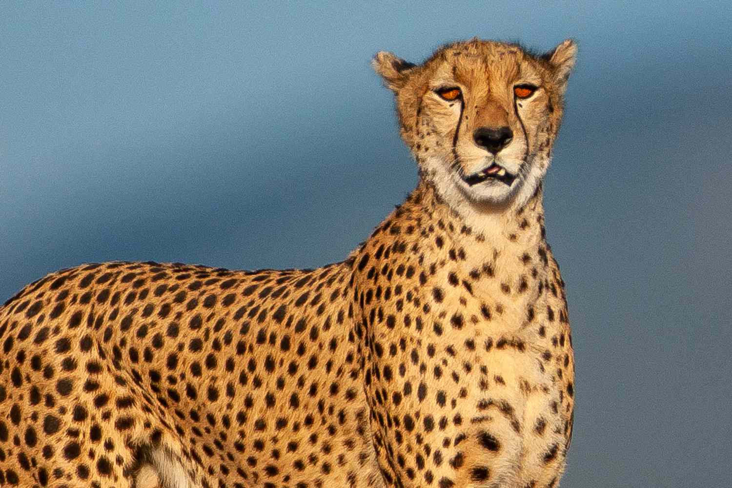 Scientists found 7 mummified cheetahs that could provide key insight ...