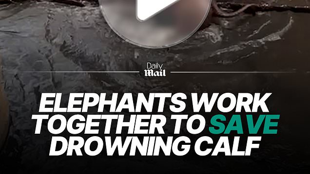 Elephants work together to rescue calf from water