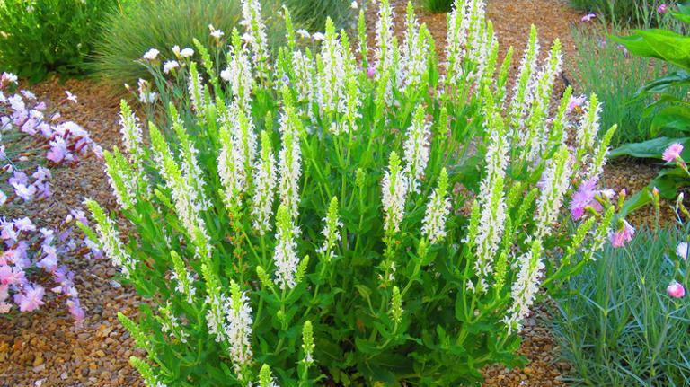 14 plants to prune in late winter for healthy, vibrant summer growth