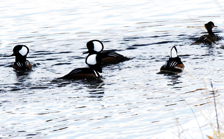 Weird winter! Some hooded mergansers forgot to migrate south.