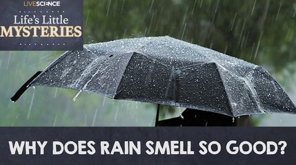 Why does rain smell so good?