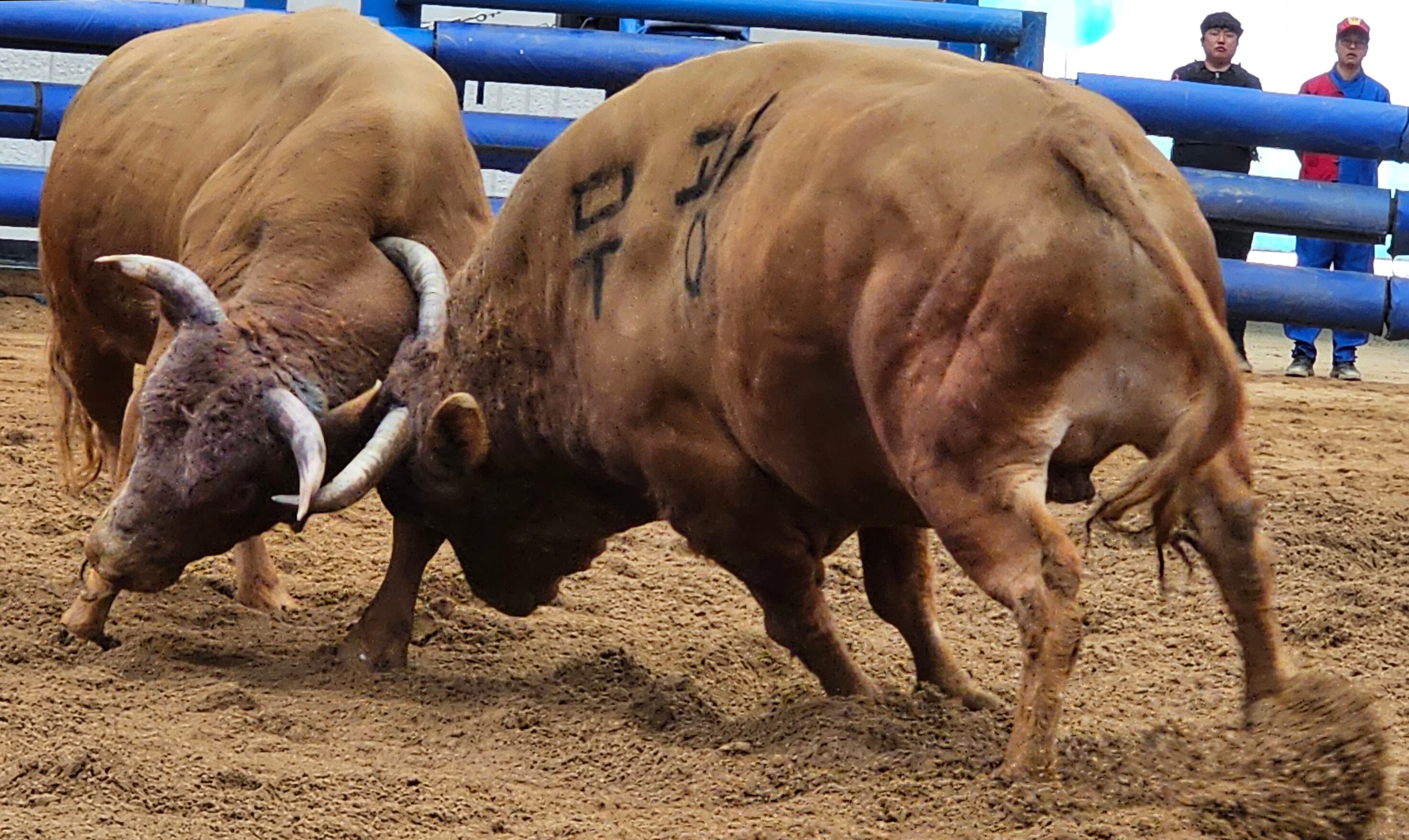 Ministry probes Cheongdo bullfighting amid animal cruelty concerns