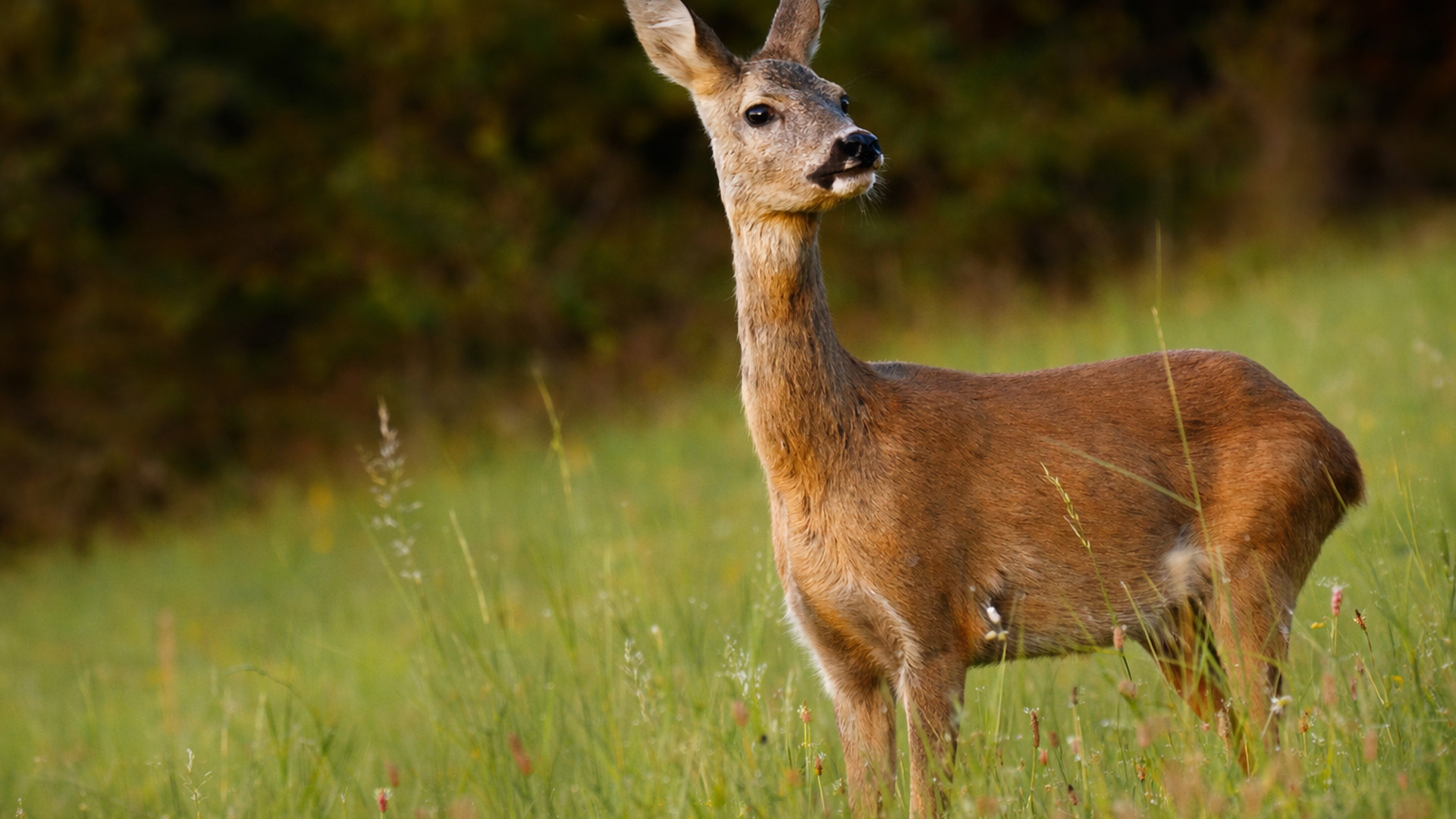 A calm deer appeared during filming