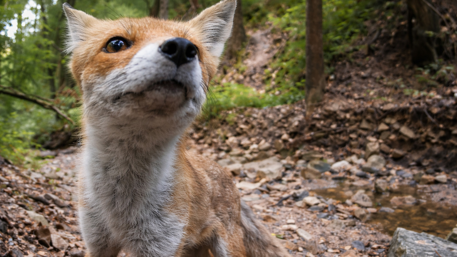 I set up a trail camera and caught this footage