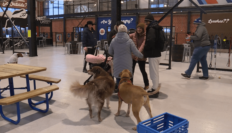 St. Louis families and pets find fun indoors as winter weather settles in
