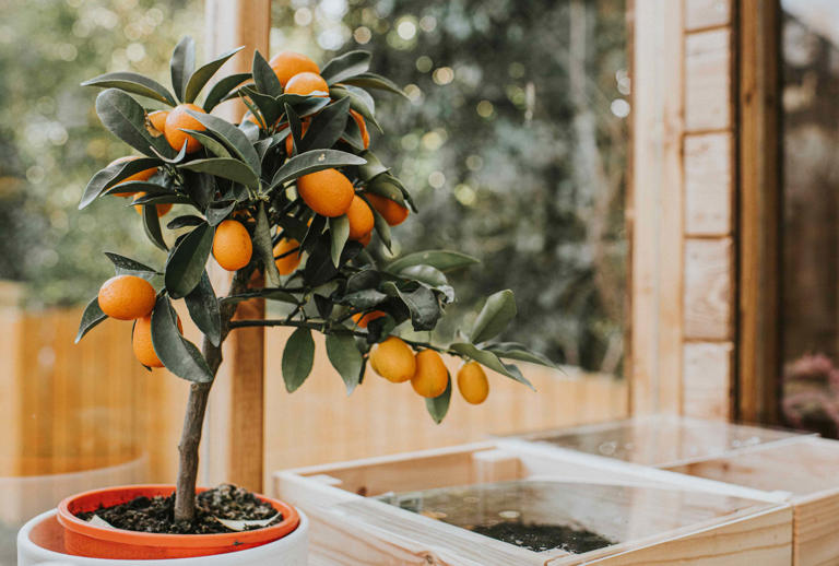 Should you plant bare-root or potted fruit trees? Here's how to decide