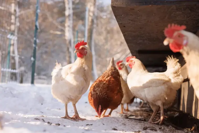 Jak zvládnout péči o slepice v zimě, aby nosily vejce, i když mrzne