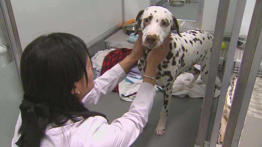 PAWS Medical Center sets new record with 21,000 spay and neuter surgeries