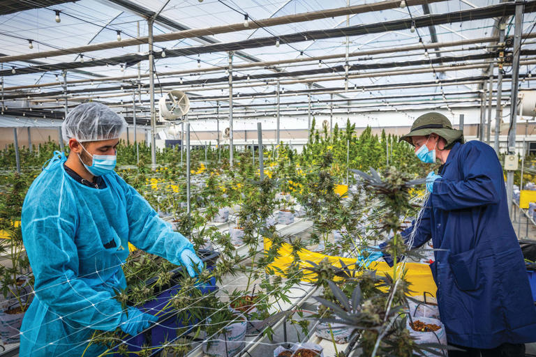 Israeli researchers develop SafeWax coating that could cut pesticide ...