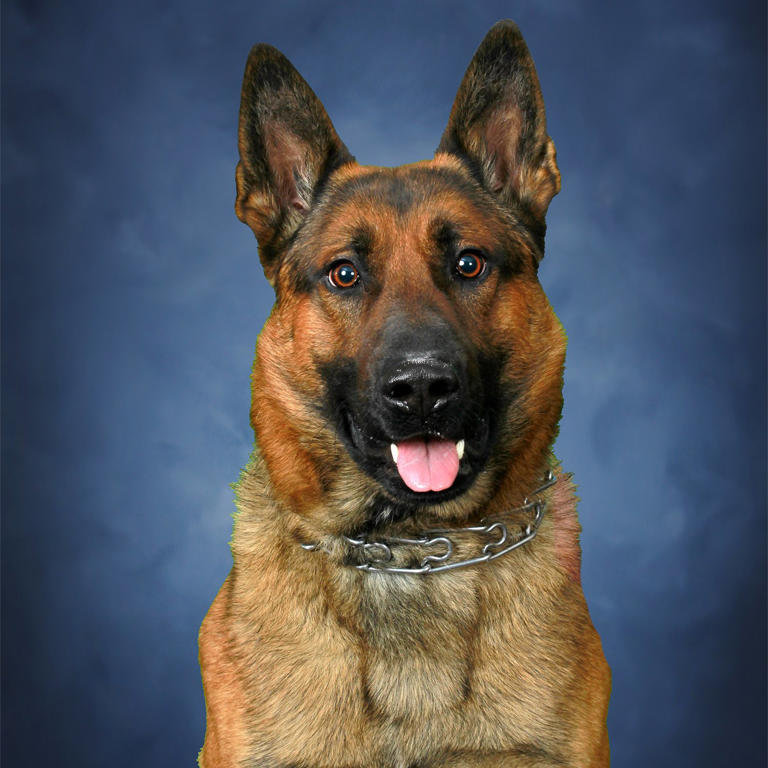 Indiana State Police announce death of retired Lowell post K-9
