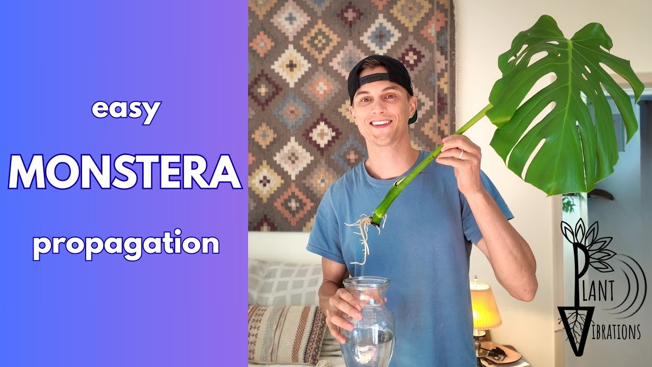 Monstera - how to propagate the easy way (Monstera deliciosa)