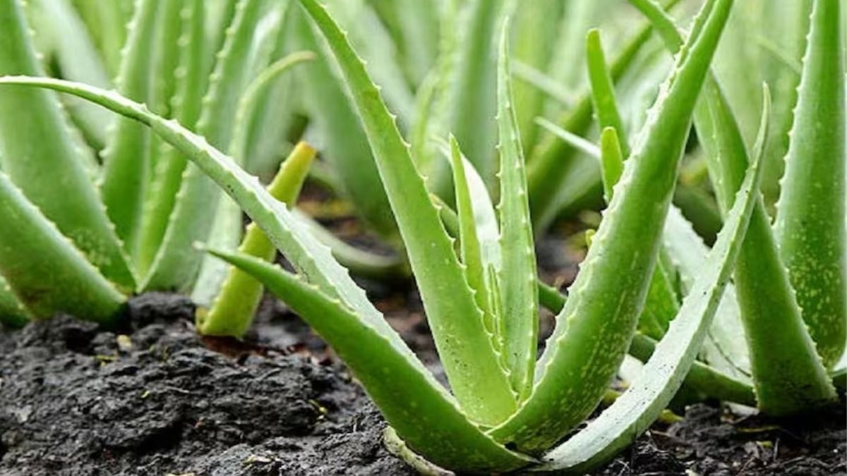What happens if you drink aloe vera juice every day?