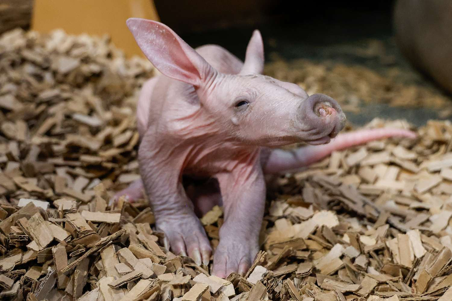 The Nashville Zoo welcomed an adorable baby aardvark born on New Year’s ...