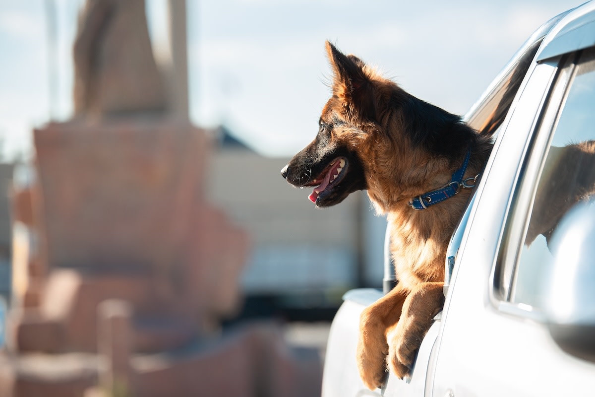 German shepherd treats passing cars like a snack and it's too funny