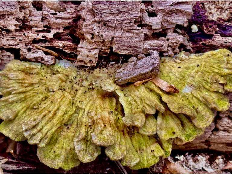 🌱 Patch AM: Lincroft community blood drive - emergency blood shortage ...