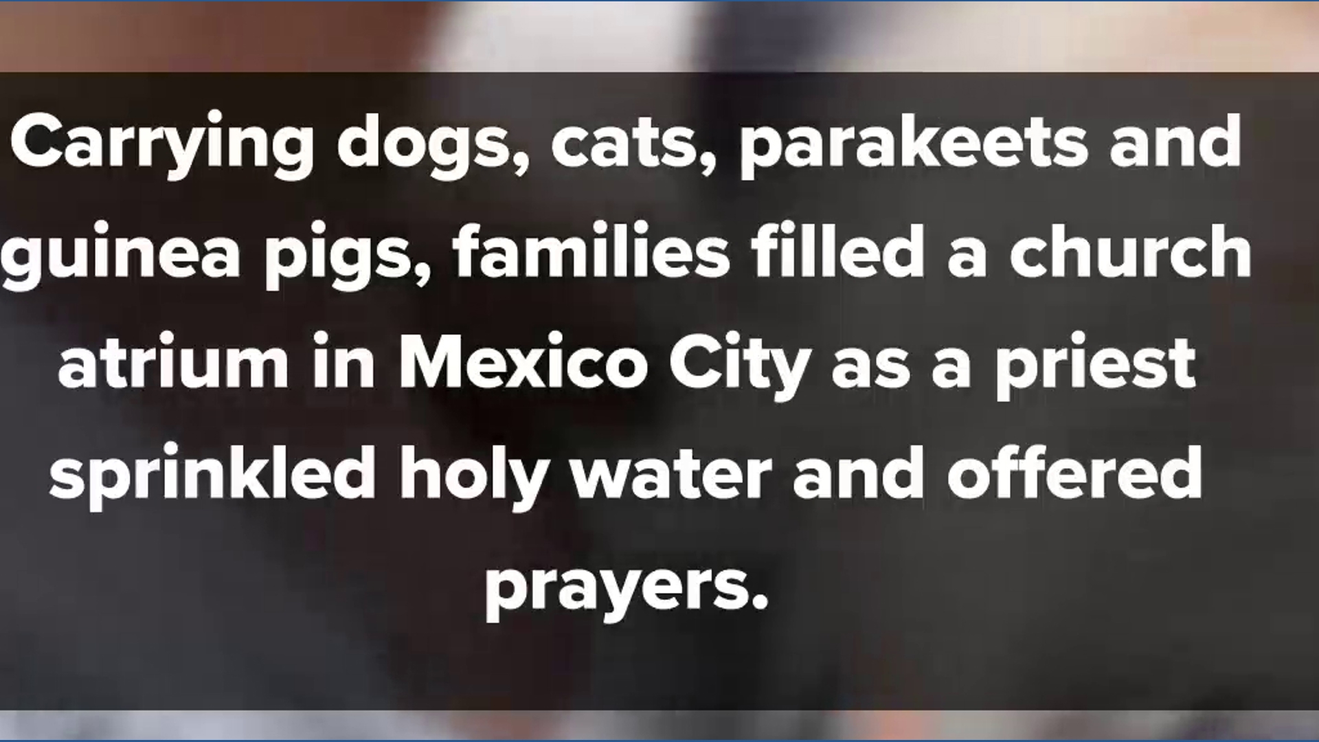 Blessing of the animals in Mexico City