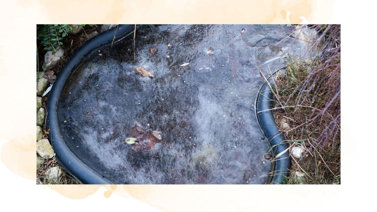The one thing you should never do when your pond freezes, warns a ...