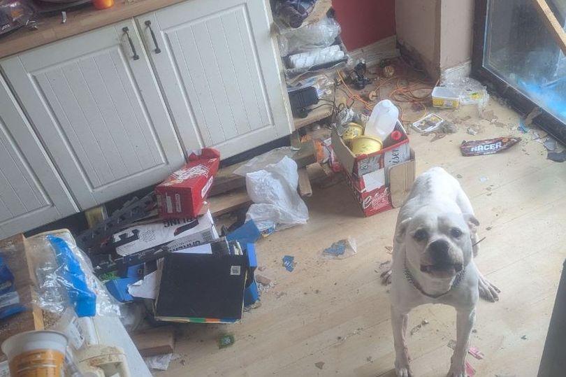 Owner starved dog found with 'no food or water' so much that vet had no ...