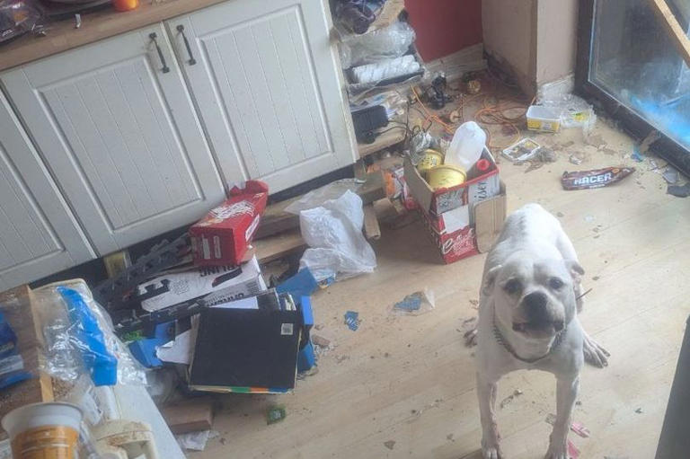 Owner starved dog found with 'no food or water' so much that vet had no ...