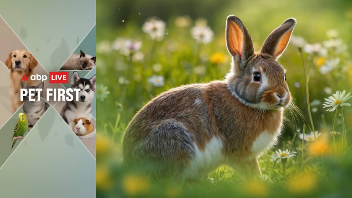 Abp Live Pet First Before You Bring Home A Bunny Know These Essential