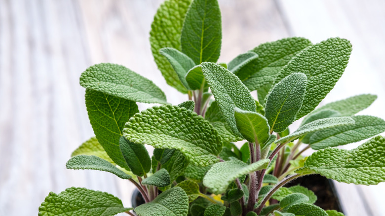 The everything guide to cooking with sage