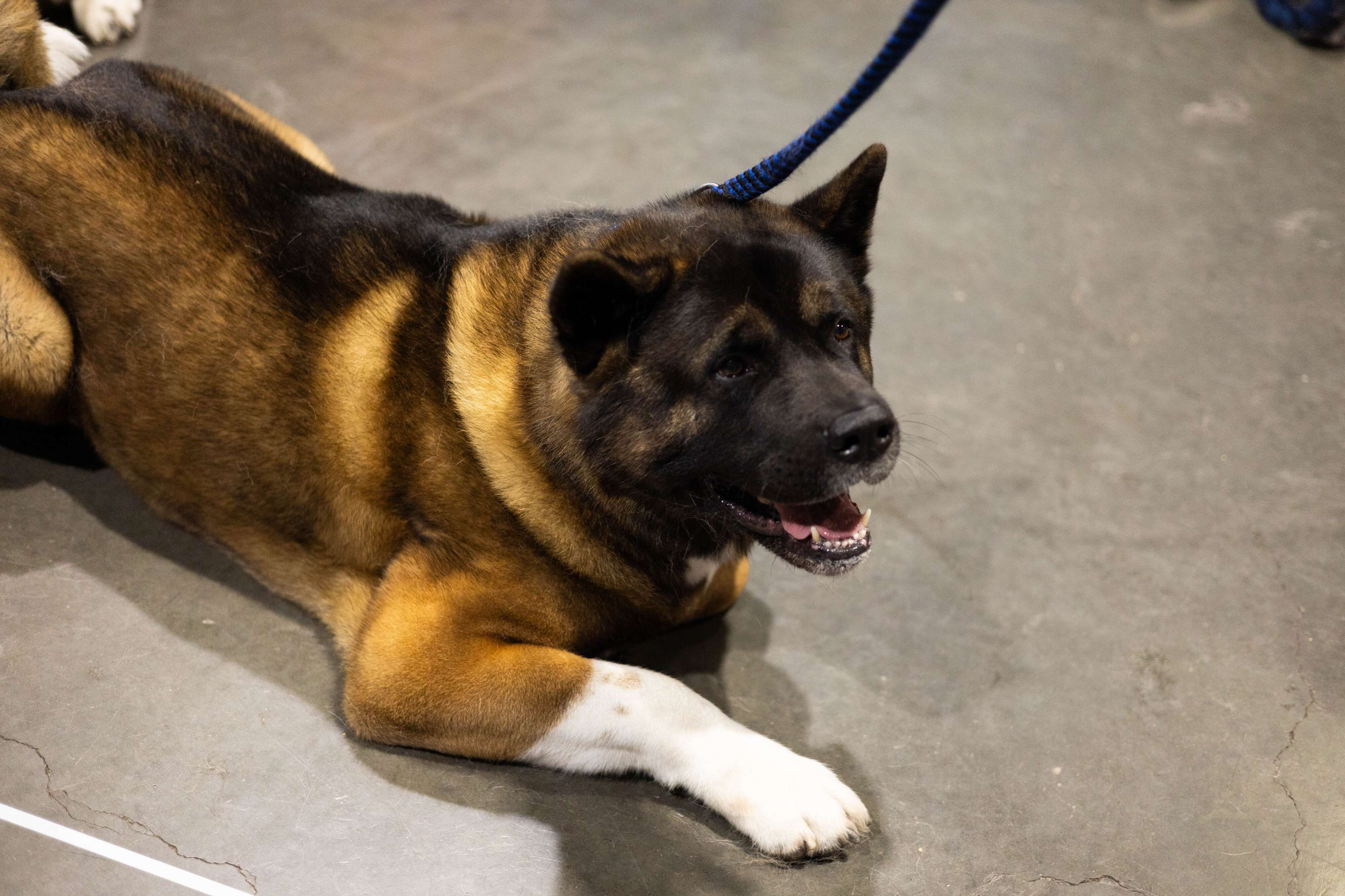 Meet the standout pups who came to Portland for the Northwest’s largest ...
