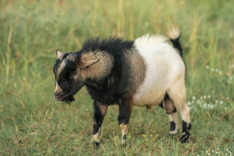 Bull and dwarf goat besties are absolutely adorable together