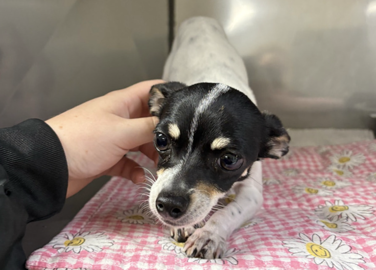 Meet Button: The 3-pound dog found living on the streets now seeking ...