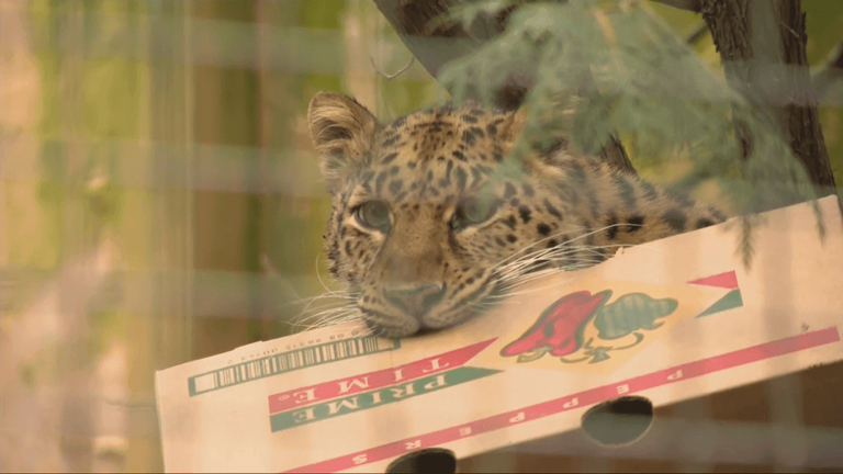 Capron Park Zoo leopard chooses winner in Patriots vs Texans matchup