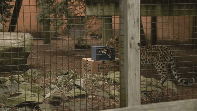 Capron Park Zoo leopard chooses winner in Patriots vs Texans matchup