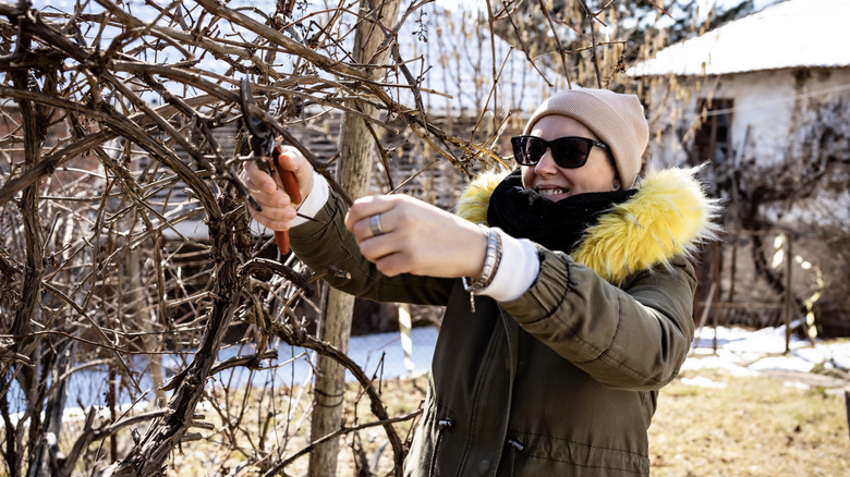 14 plants to prune in late winter for healthy, vibrant summer growth