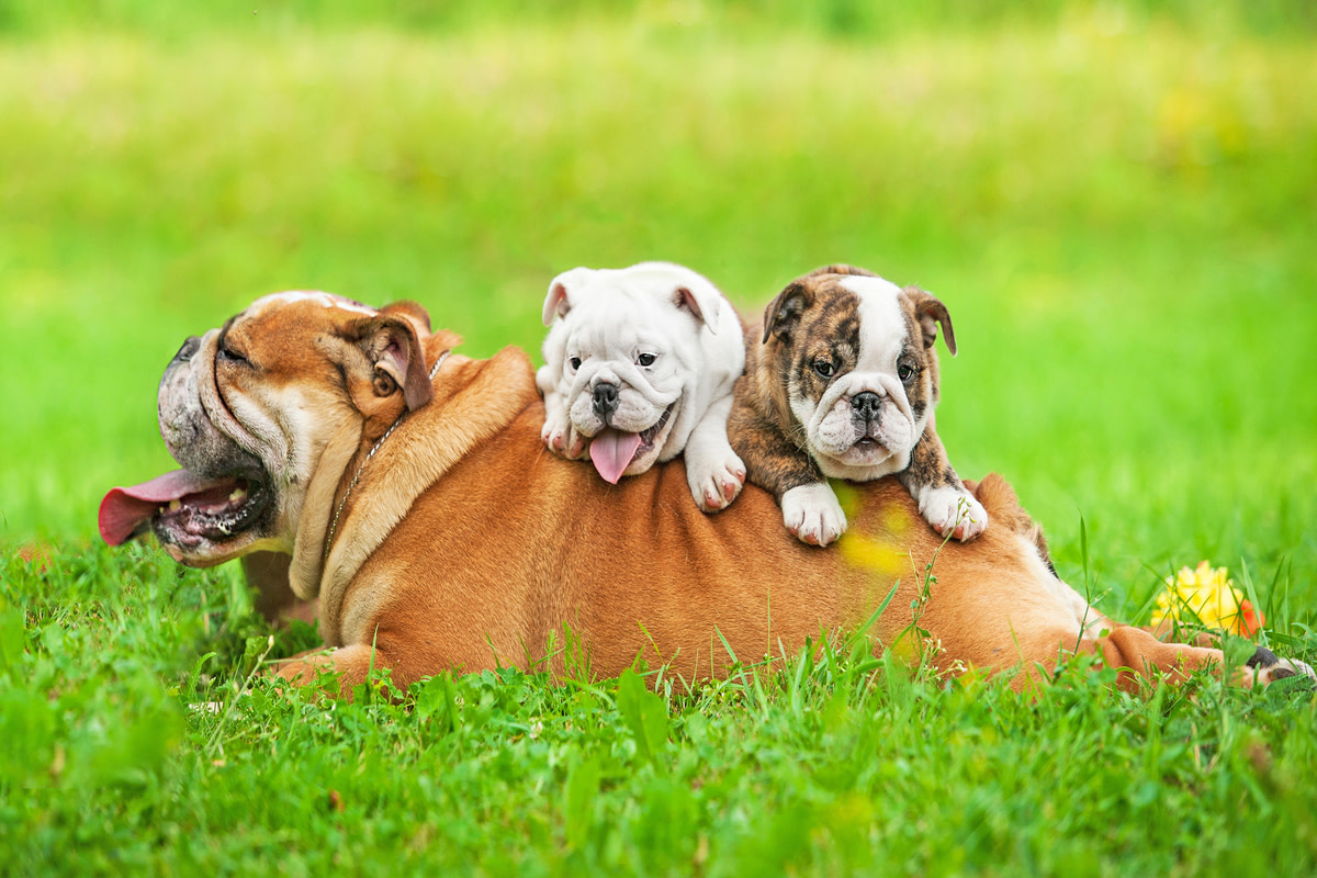 English bulldog meeting niece and nephew pups is instantly overcome ...