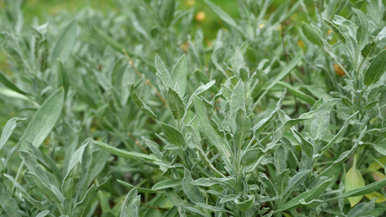 The everything guide to cooking with sage