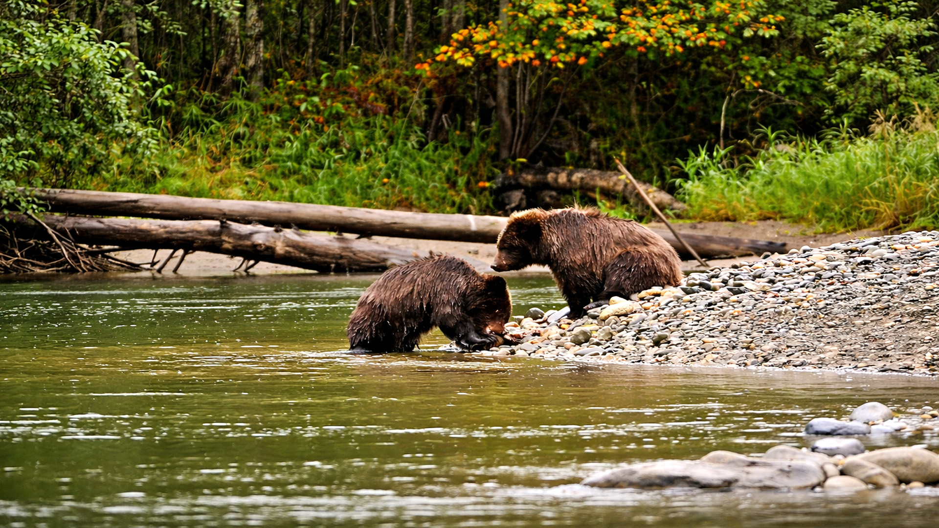 Life along the rivers of the Great Bear Rainforest