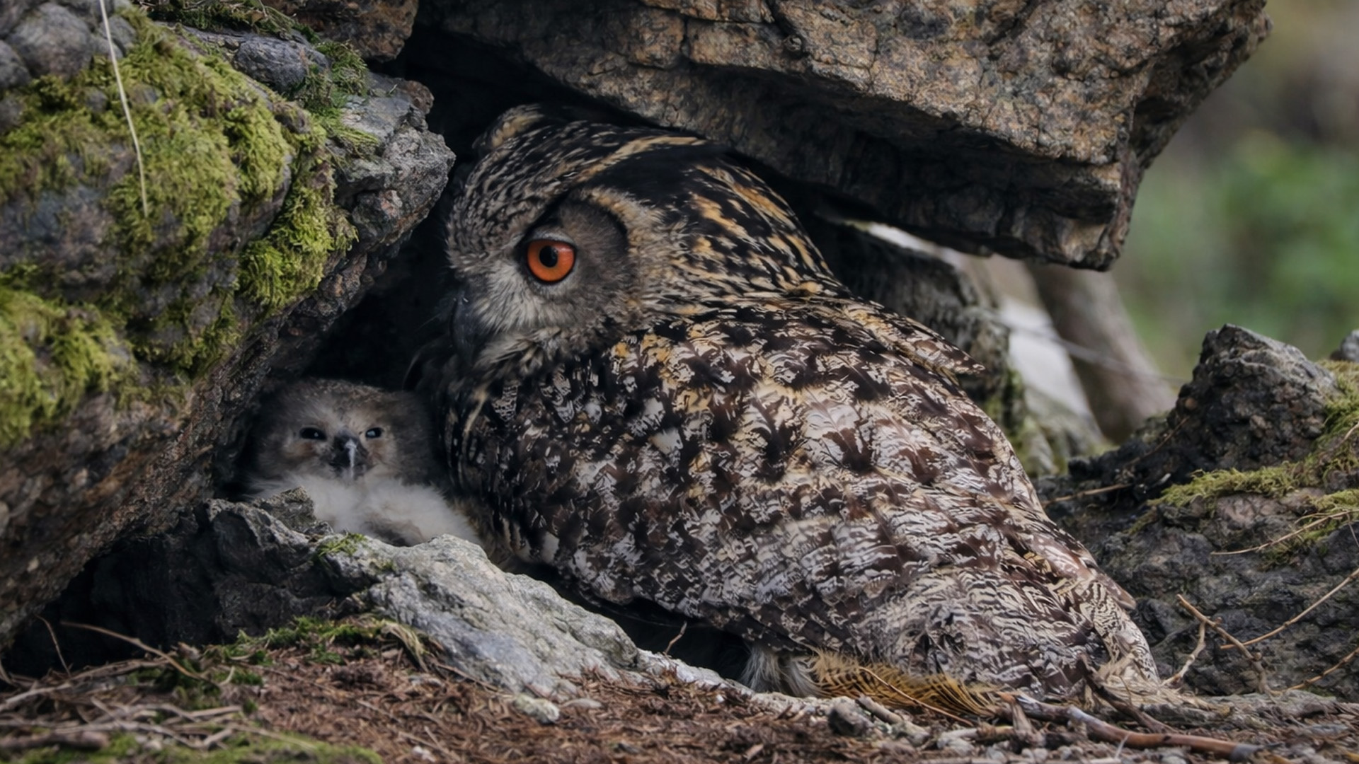I saw an owl mother watching over her chick
